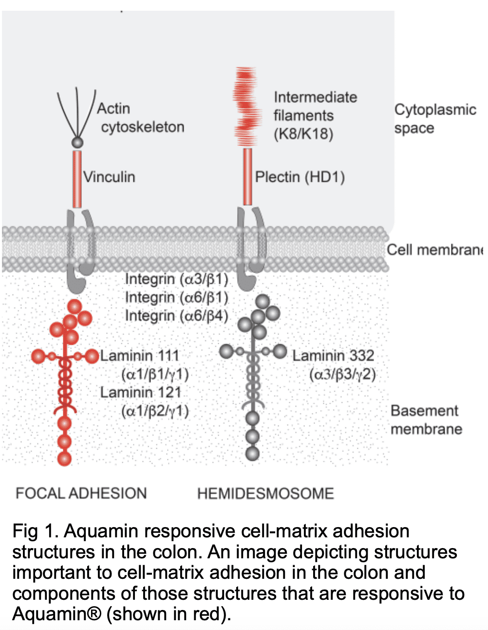 Varani et al., 2022 | Aquamin